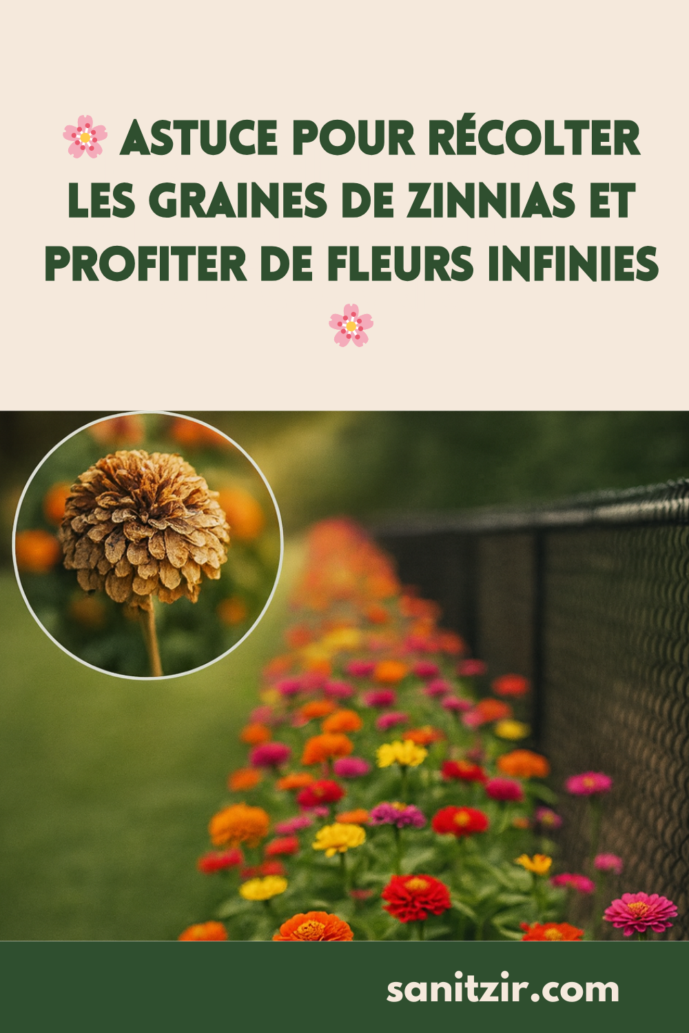 🌸 Astuce pour récolter les graines de zinnias et profiter de fleurs ...