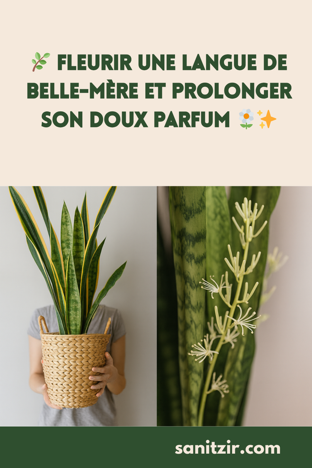 Langues De Belle Mre Fleurs