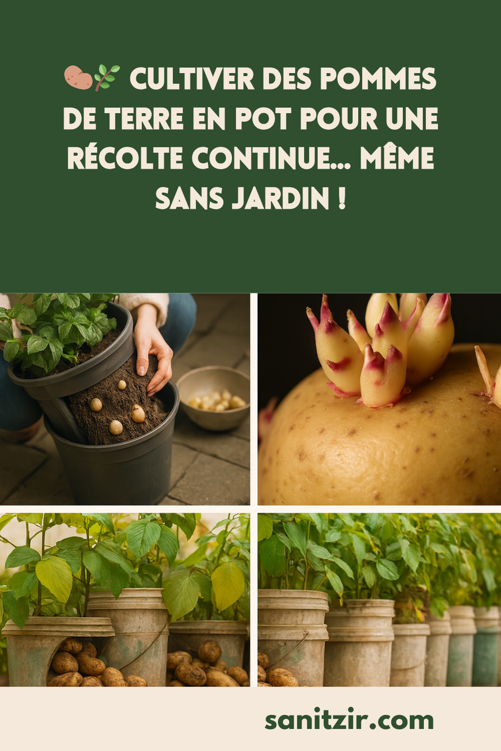 🥔🌿 Cultiver des pommes de terre en pot pour une récolte continue… même ...