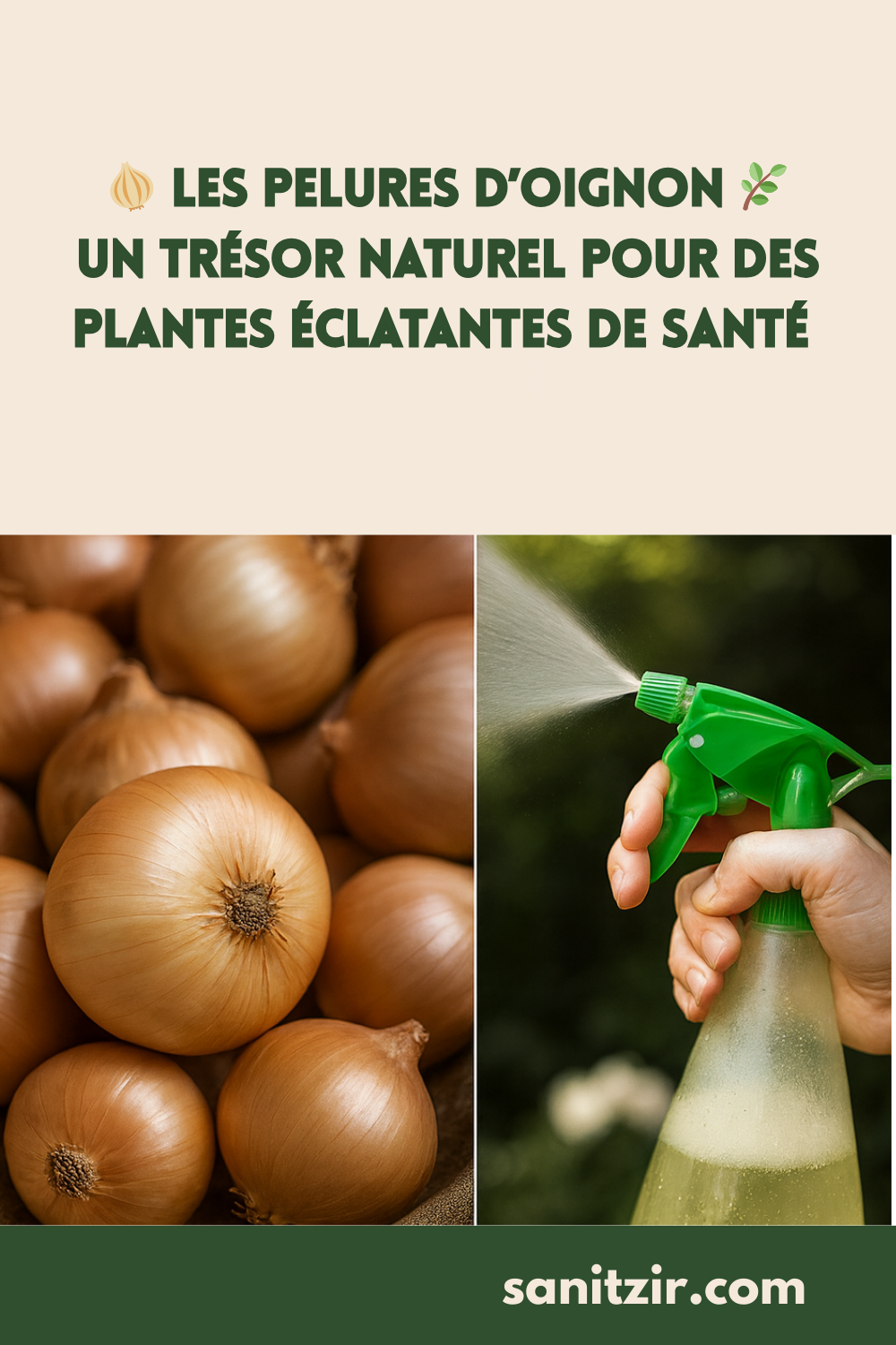 🧅 Les pelures d’oignon 🌿 Un trésor naturel pour des plantes éclatantes ...