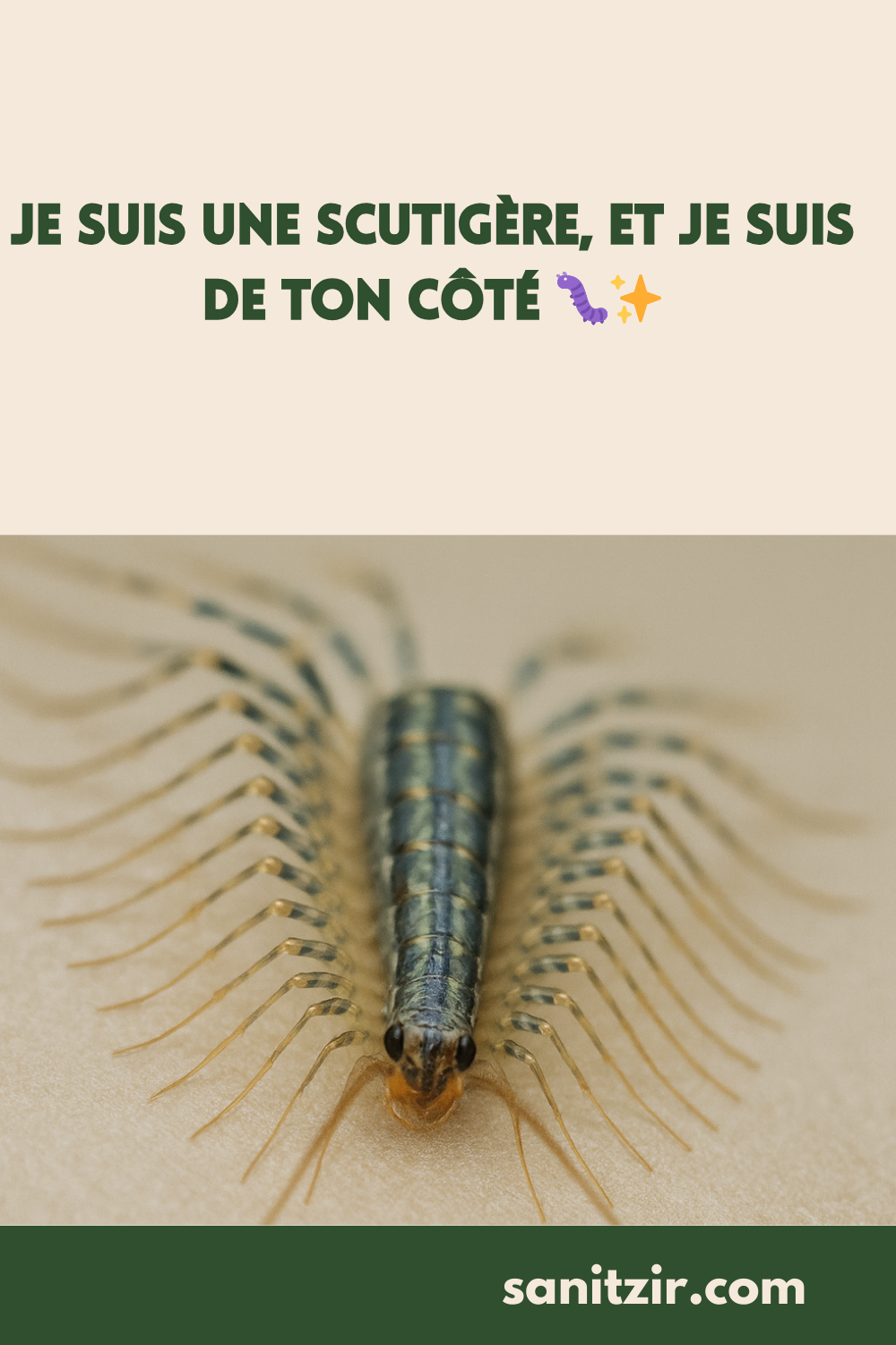 Je suis une scutigère, et je suis de ton côté 🐛 - Ricette e Consigli