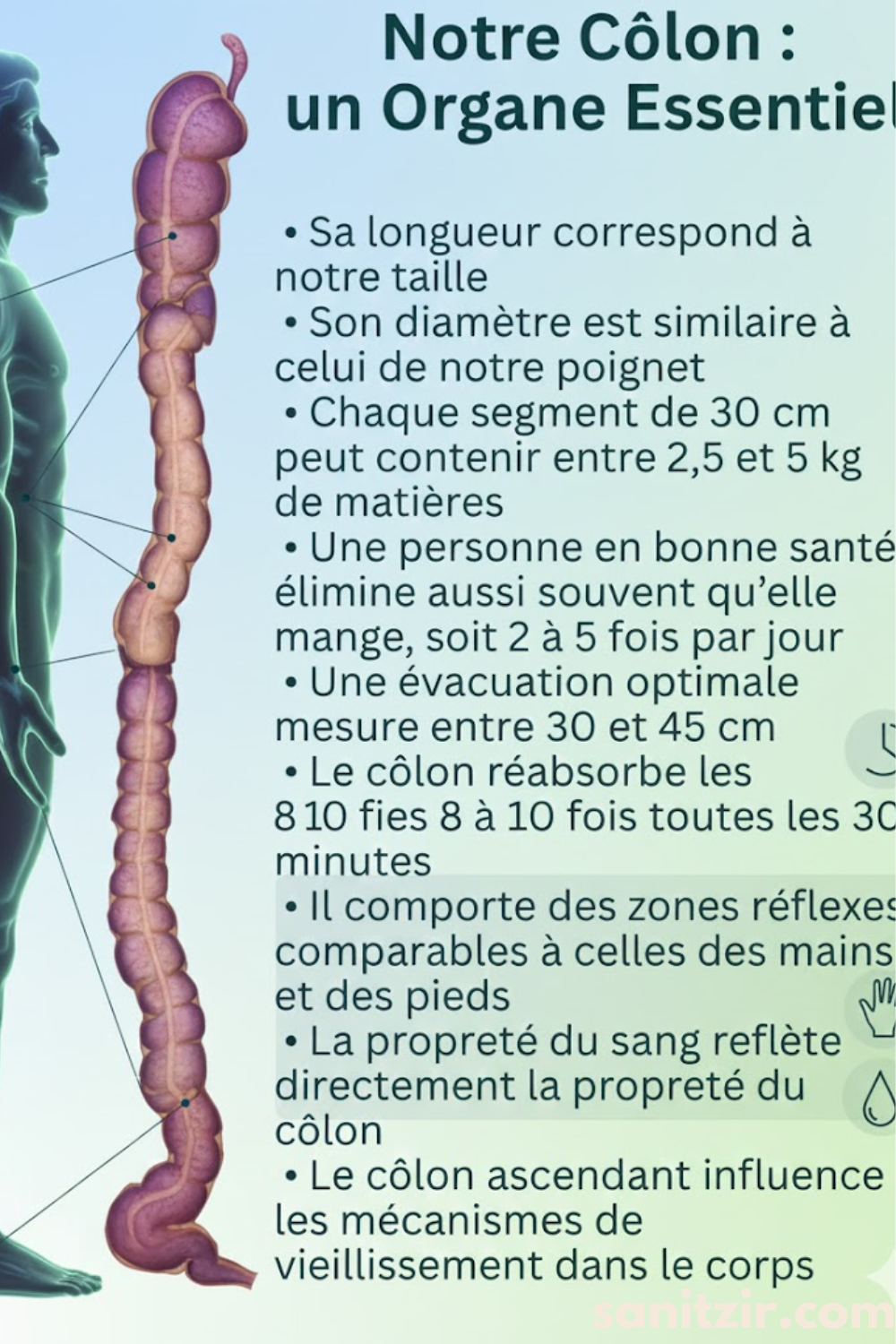 Comprendre le rôle fondamental du côlon - Ricette e Consigli
