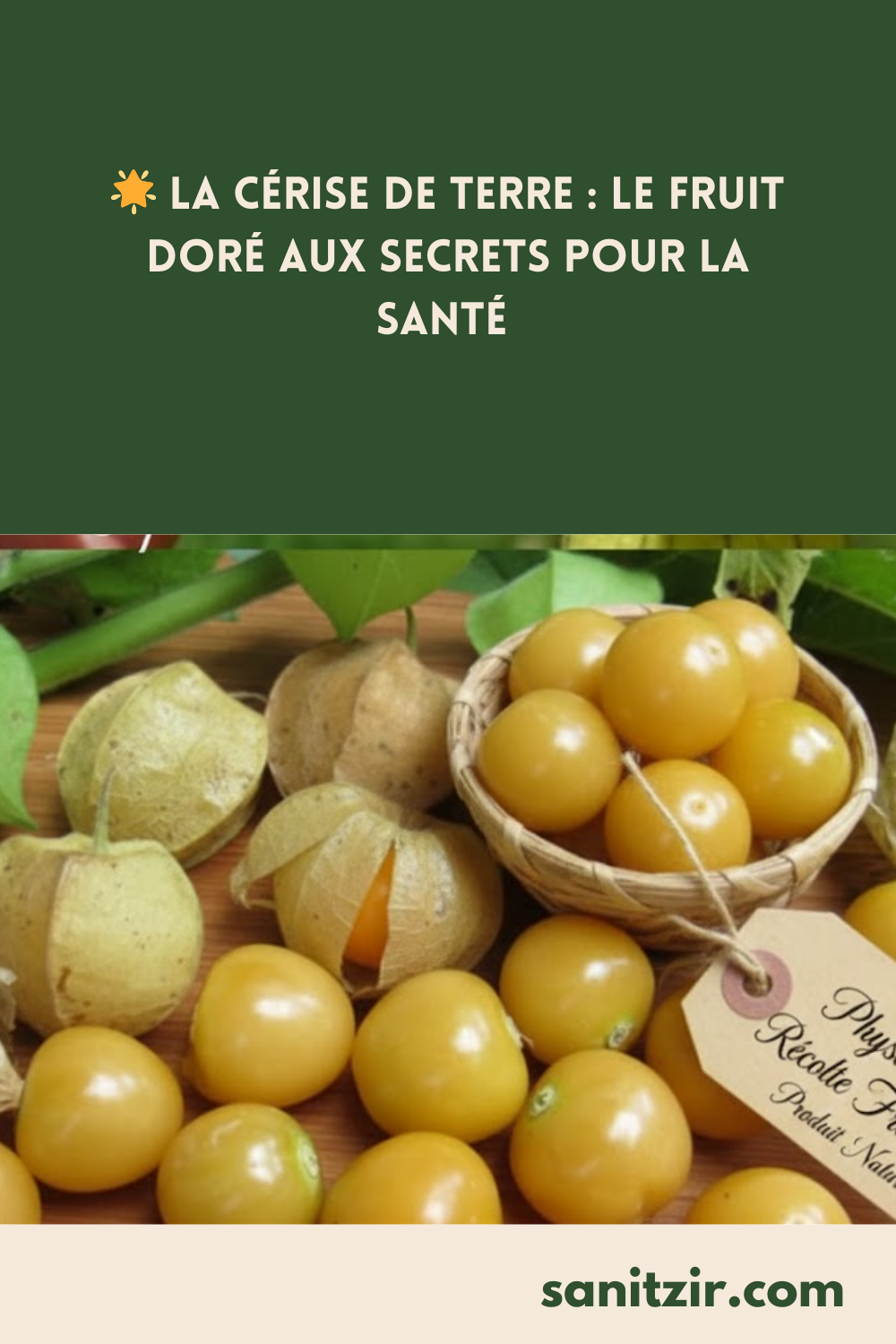 🌟 La Cérise de Terre : le fruit doré aux secrets pour la santé ...