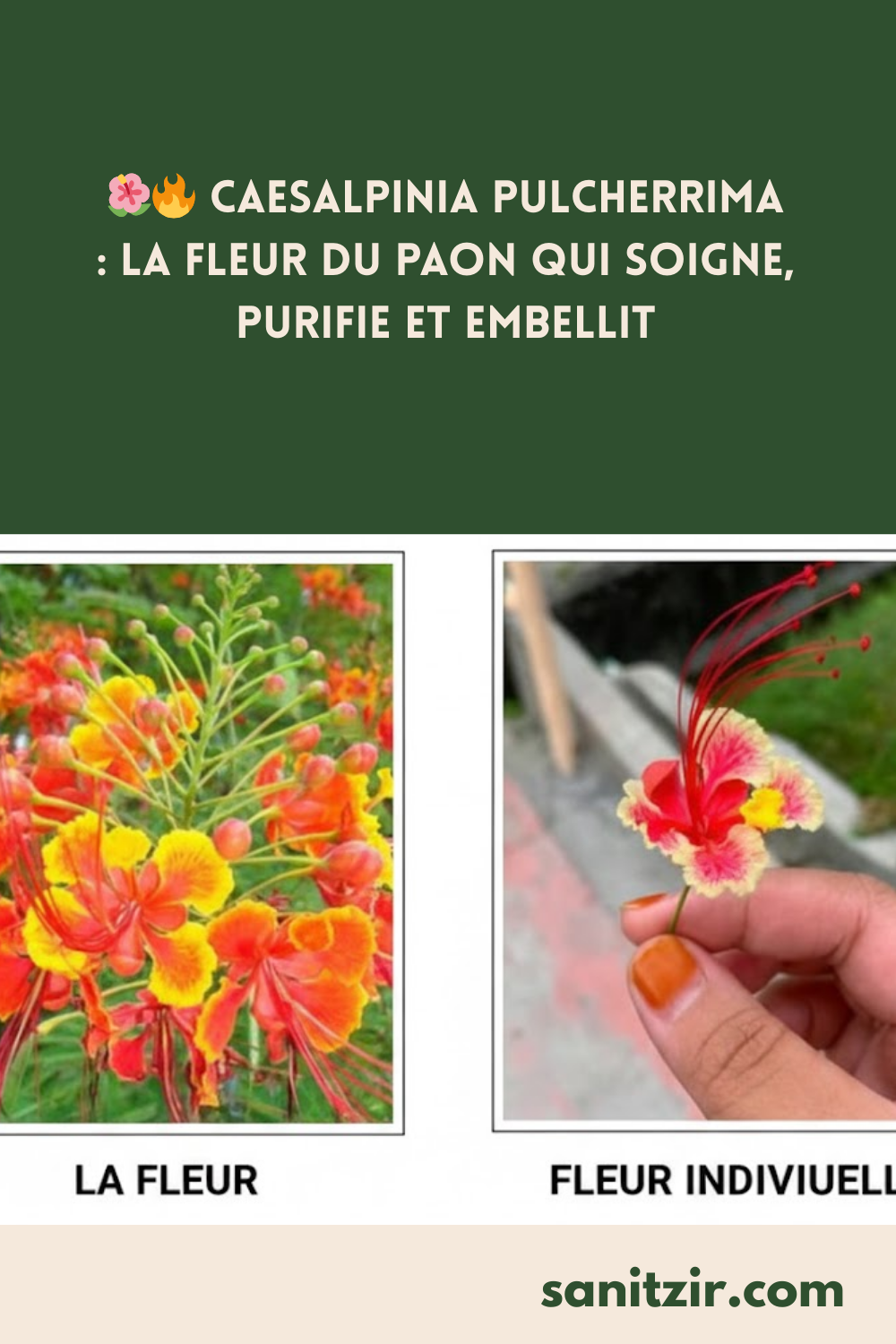 🌺🔥 Caesalpinia pulcherrima : la fleur du paon qui soigne, purifie et ...