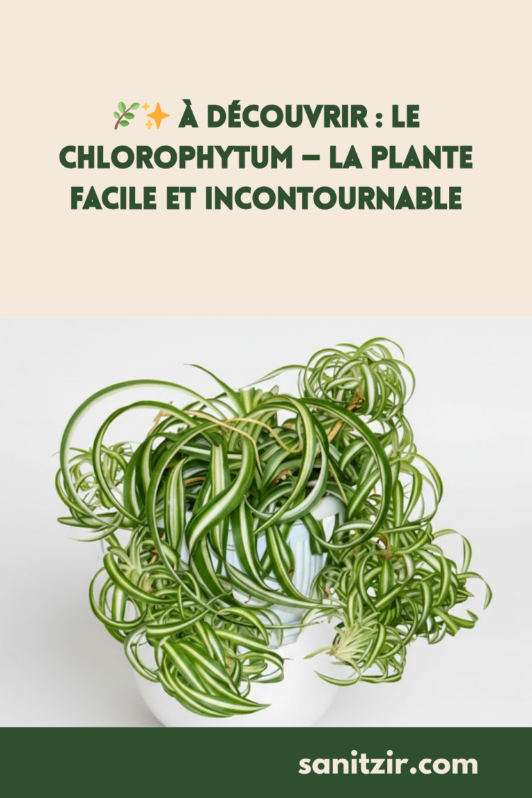 🌿 À découvrir : le chlorophytum — La plante facile et incontournable ...