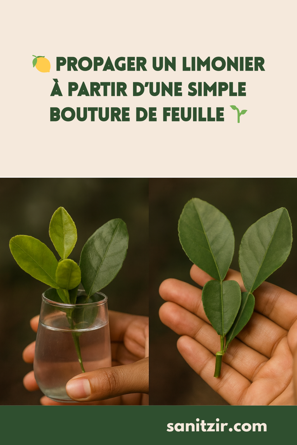🍋 Propager un limonier à partir d’une simple bouture de feuille 🌱 ...