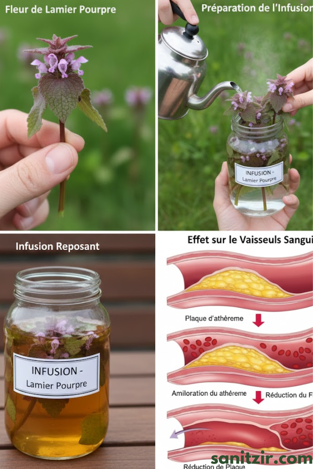 🌿 Ortie morte pourpre (Lamium purpureum) : un joyau sauvage aux ...