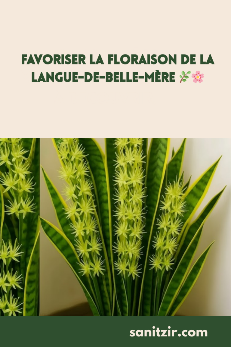Langues De Belle Mre Fleurs