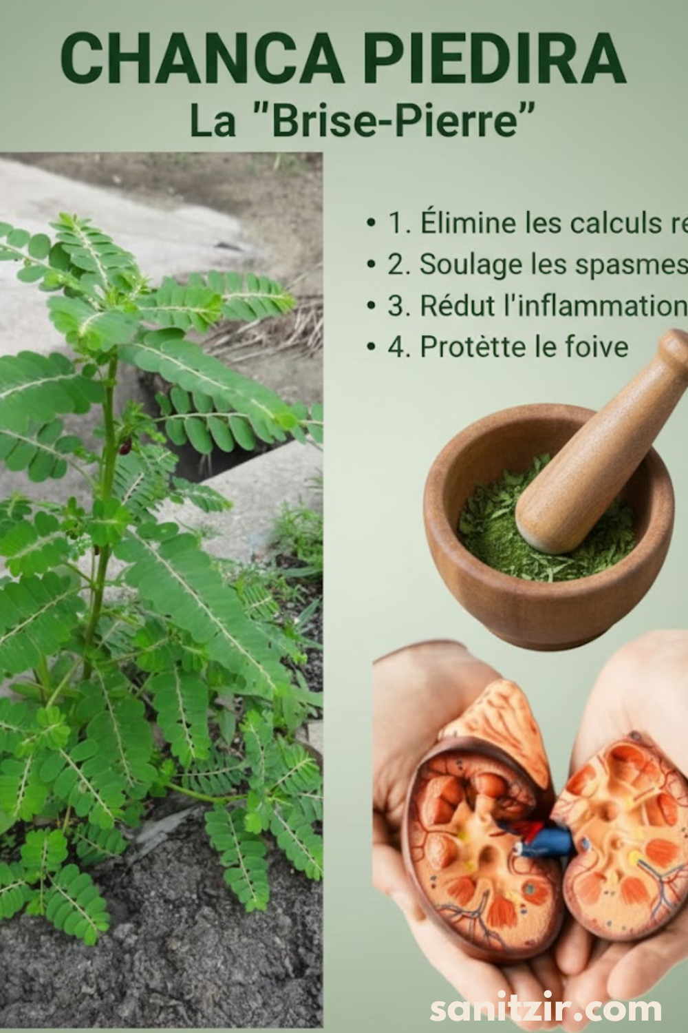 🌿 La plante “Casse-Pierre” : un remède naturel contre les calculs ...