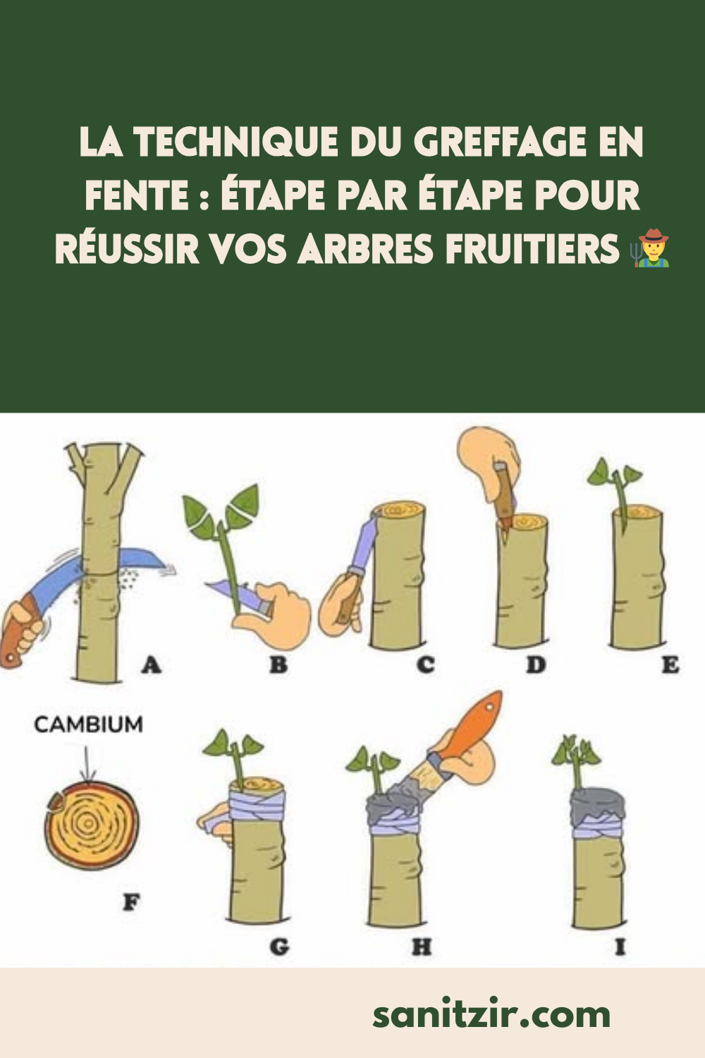 La Technique du greffage en fente : étape par étape pour réussir vos ...