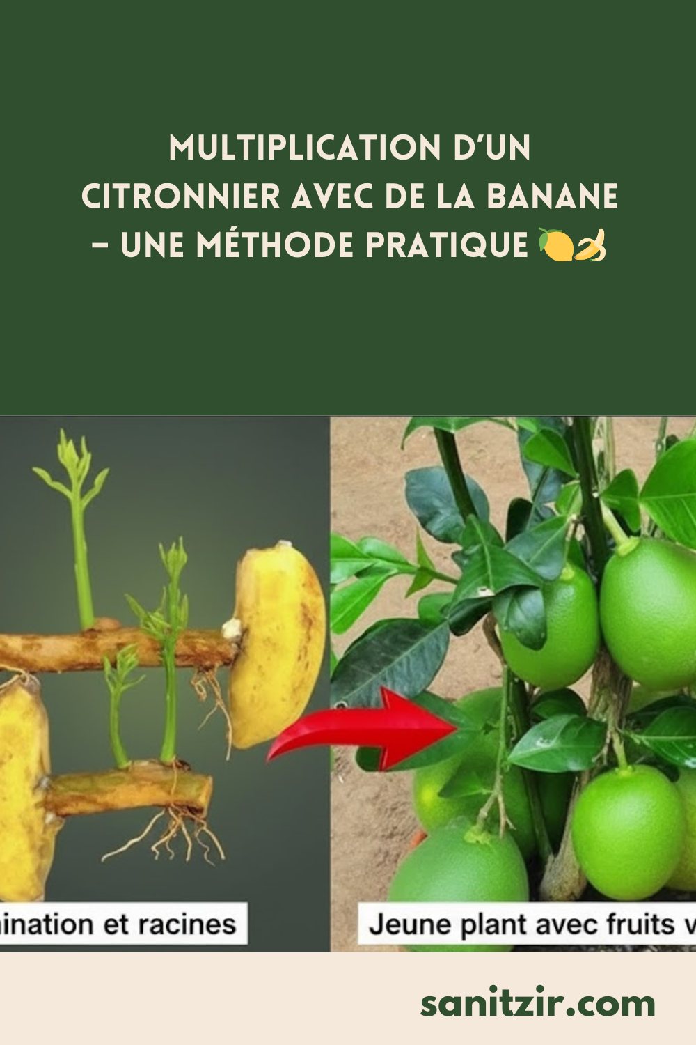 Multiplication d’un citronnier avec de la banane – Une méthode pratique ...